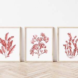 Red Coral Prints Set of 6. Coastal Wall Art. Beach House Art Prints ...