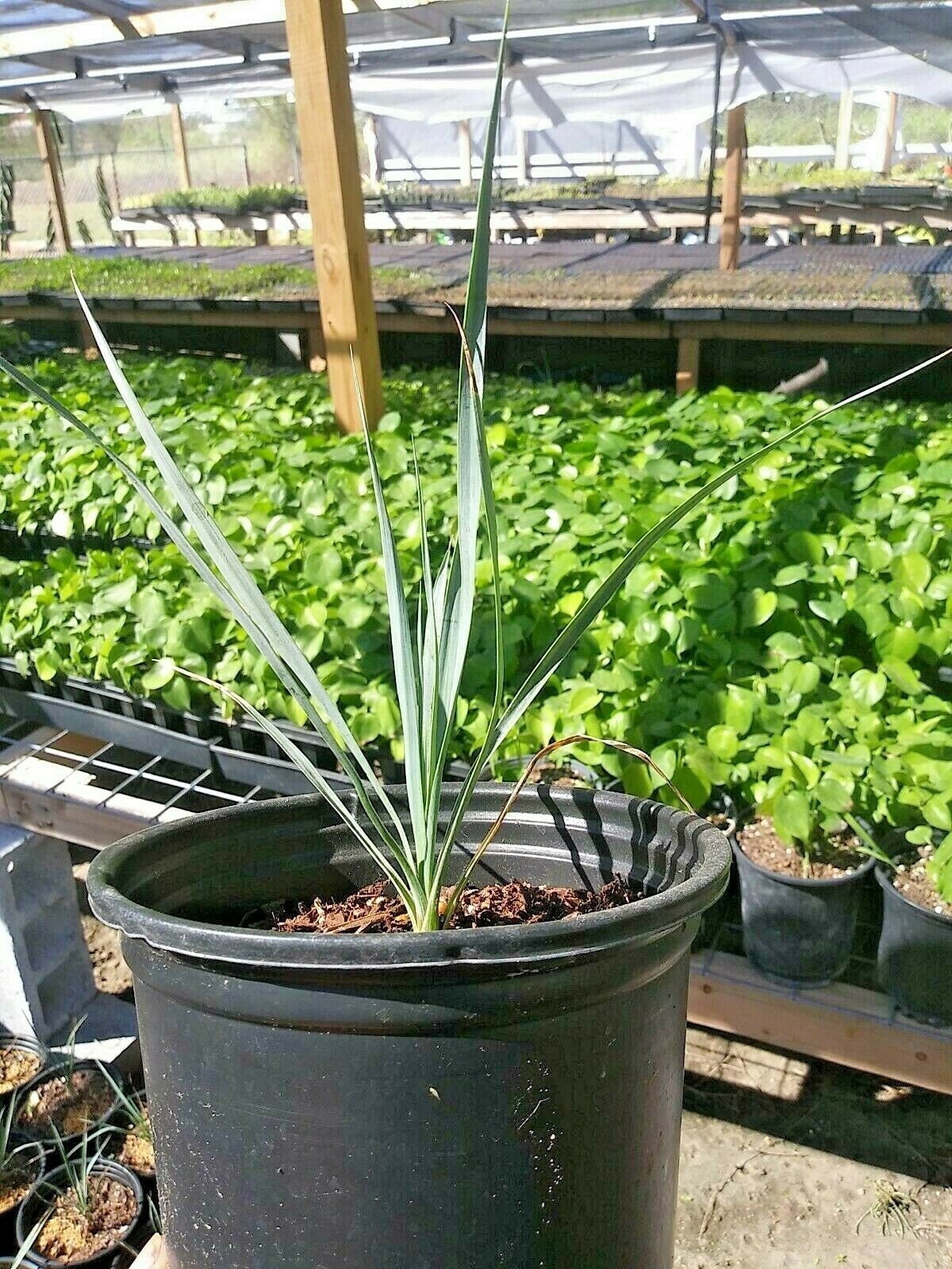 YUCCA ROSTRATA 1 Gallon Pot Exotic Blue Color Joshua Tree | Etsy