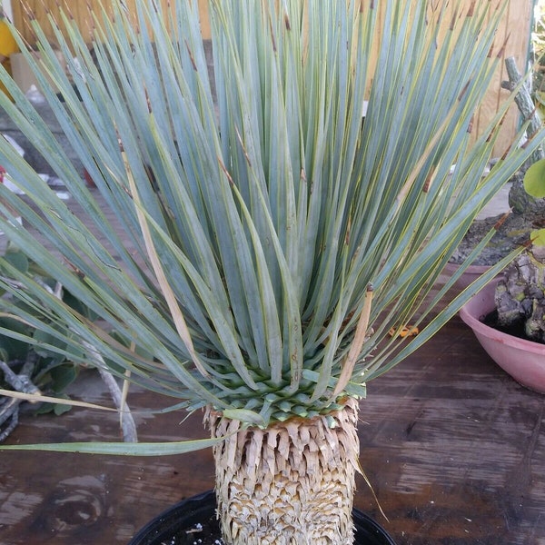 Yucca Plant Live - Etsy