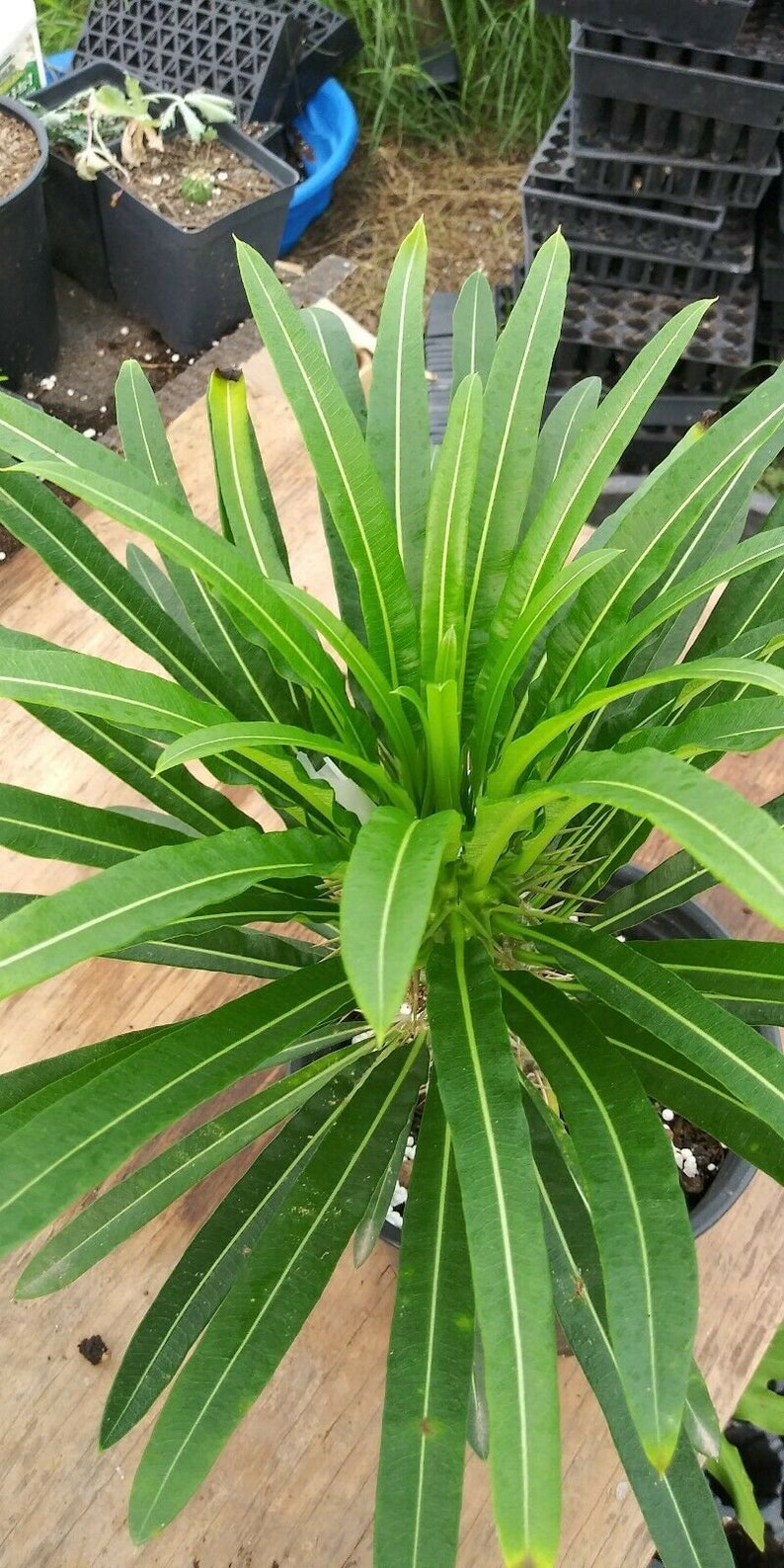 2 LIVE PLANTS Madagascar Palm Pachypodium Lamerei Well Rooted - Etsy