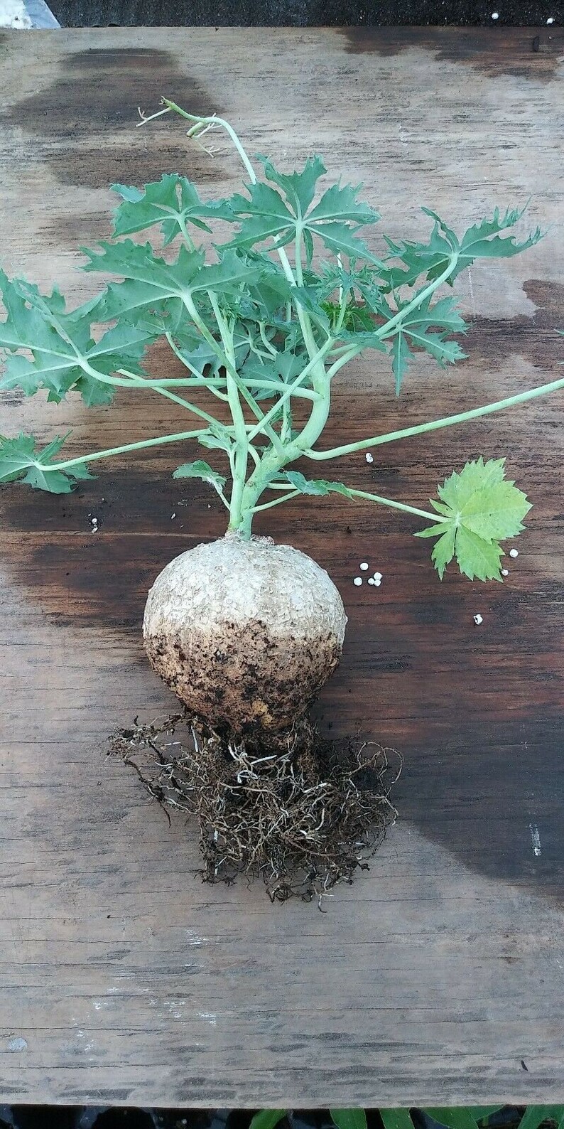 Jatropha Berlandieri Caudex Caudiciform Succulent - Etsy