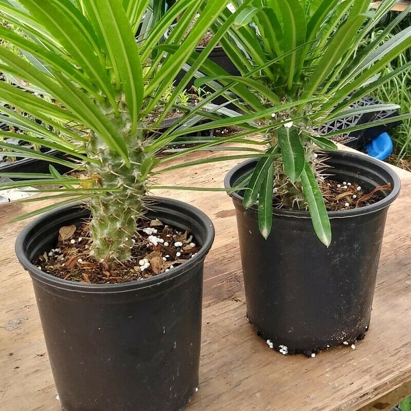 Madagascar Palm - Etsy