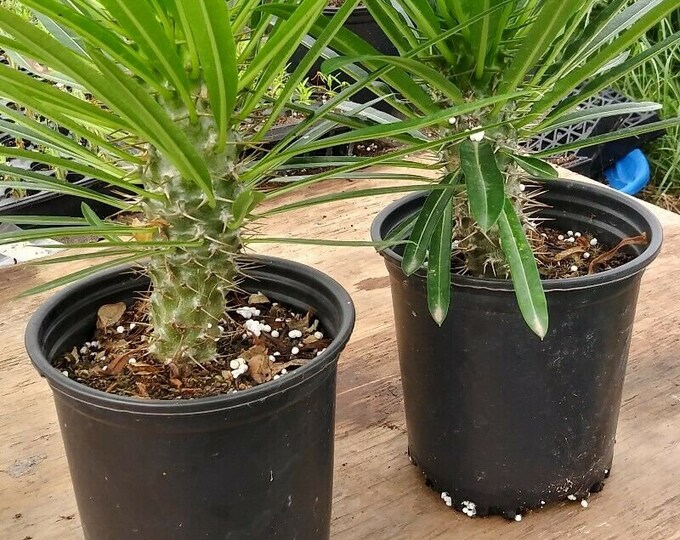 Madagascar Palm 4 - Etsy