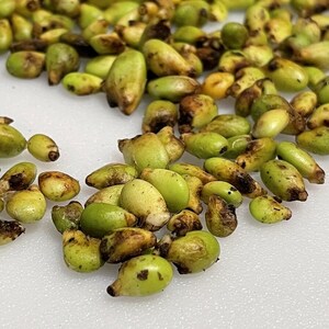 Monstera Deliciosa Seeds 2021 Crop Fresh 100 Seeds - Etsy