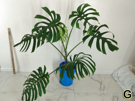 RARE CLIMBING Brazilian-form Climbing Monstera Deliciosa - Etsy