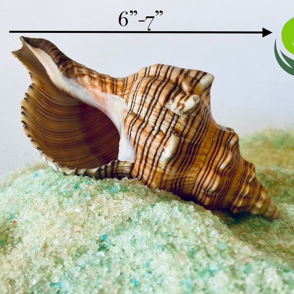 Natural Sea Shells - Etsy