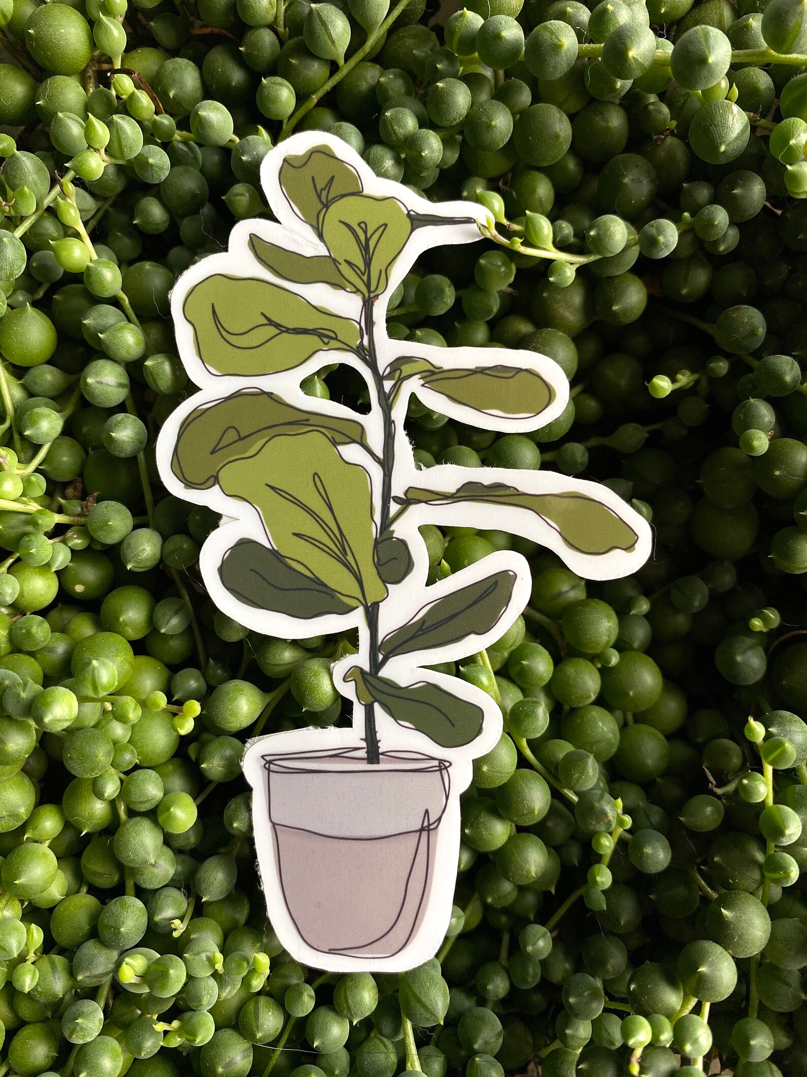 Fiddle Leaf Fig Plant Sticker Weatherproof Vinyl Sticker - Etsy