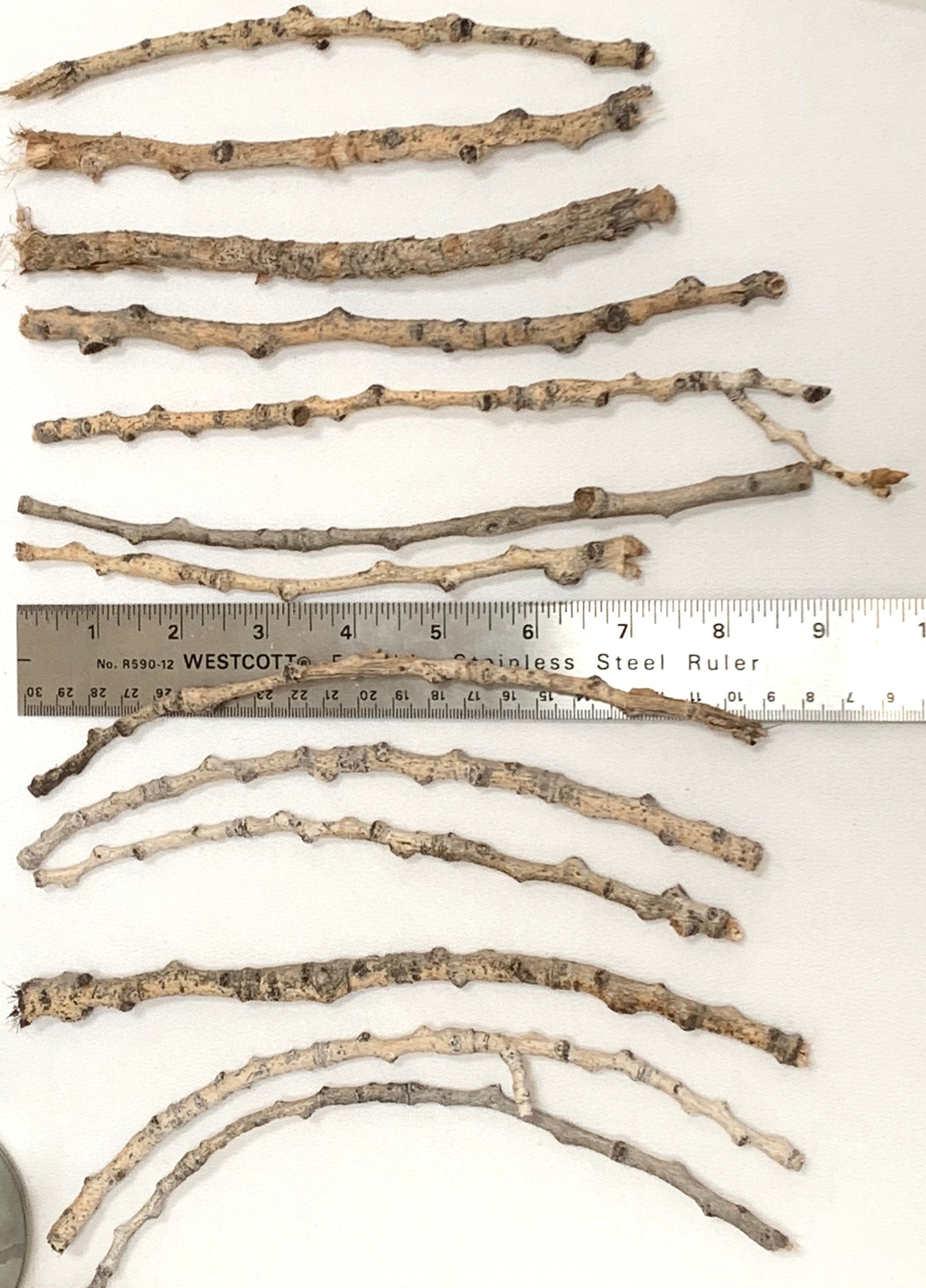 11 Misc. Real Cottonwood Twigs (5-10 Inch) - Etsy