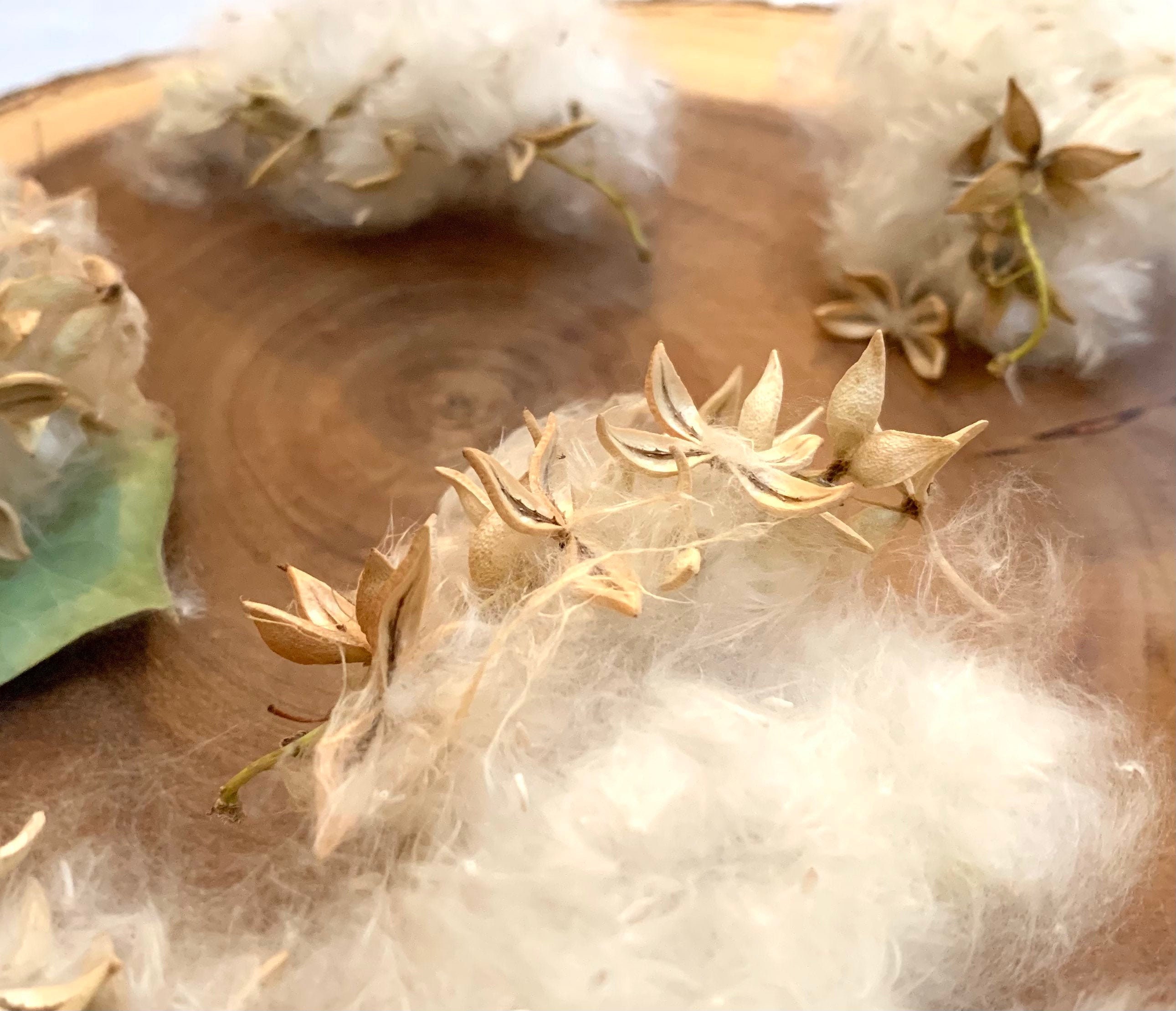 Real Cottonwood Seed Puffs - Etsy