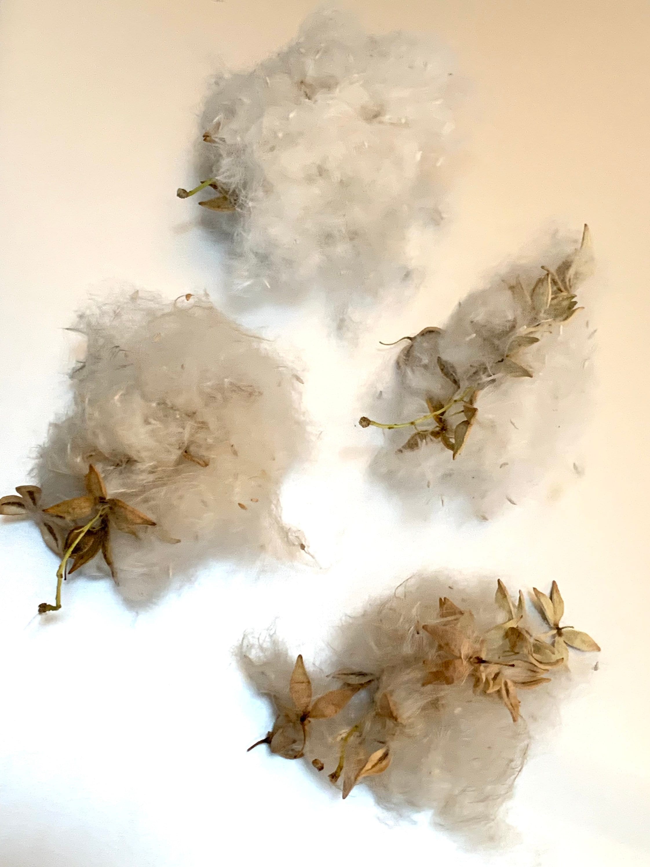 Real Cottonwood Seed Puffs - Etsy