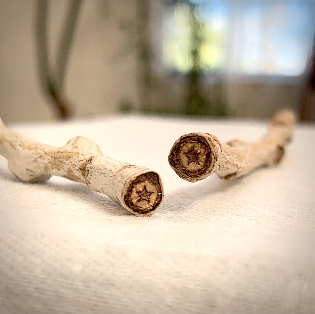 Find Your Own Stars! Bundle of 7 Cottonwood Twigs, Snap Open ...