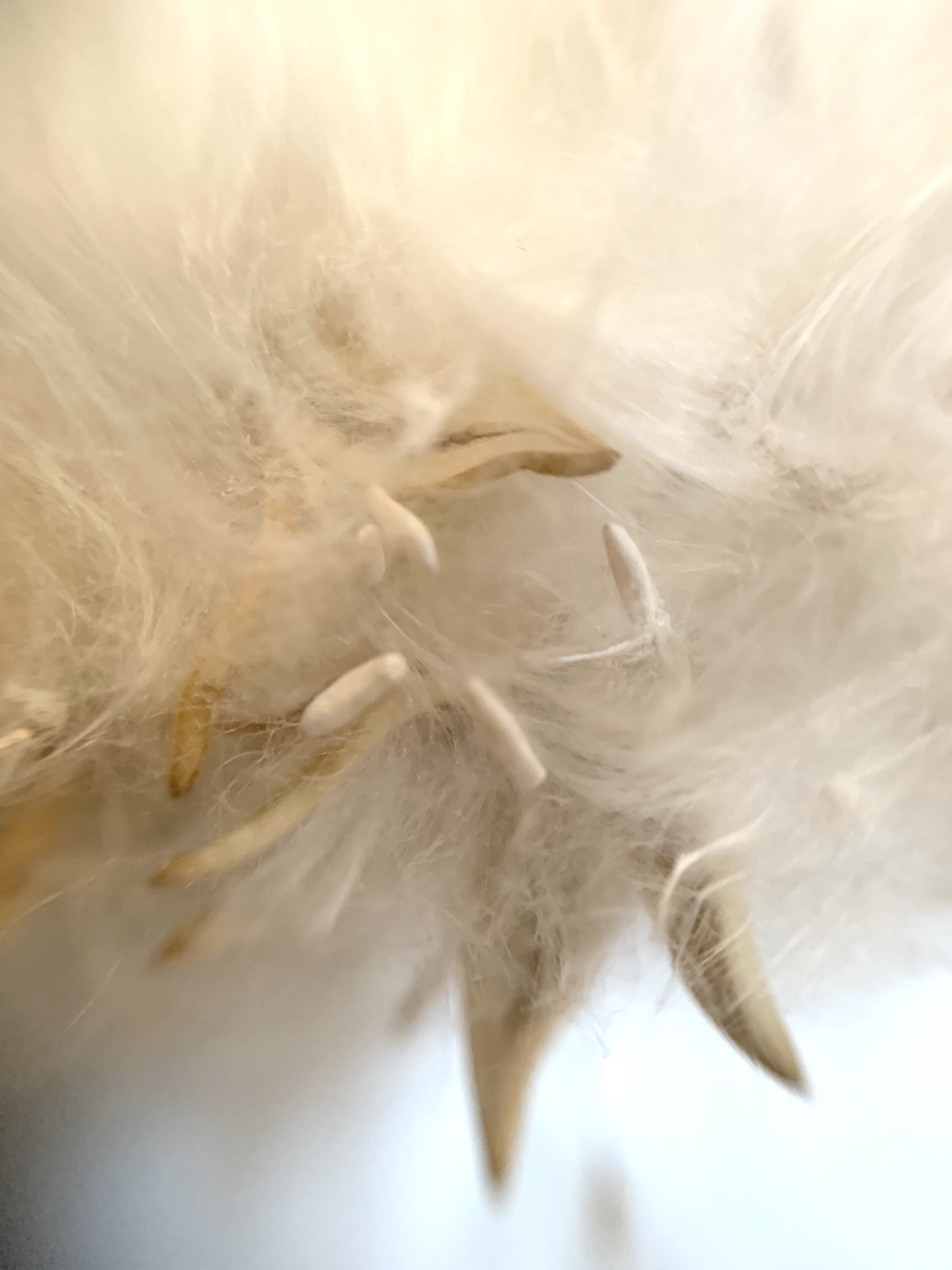 Real Cottonwood Seed Puffs - Etsy