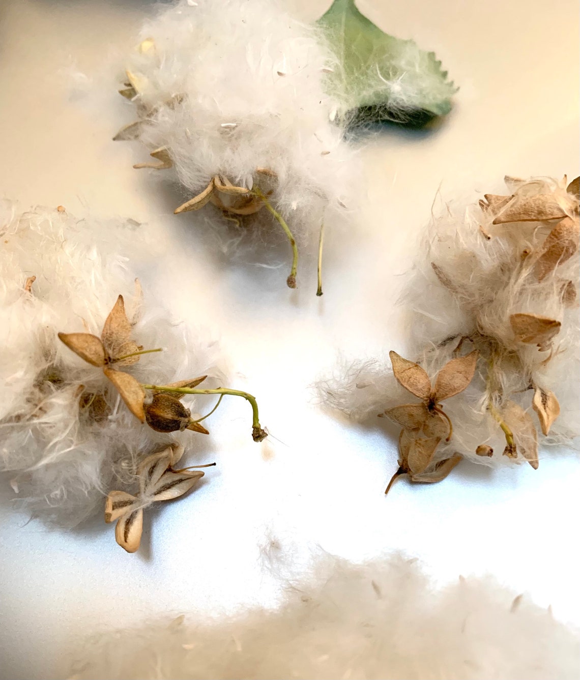 Real Cottonwood Seed Puffs | Etsy