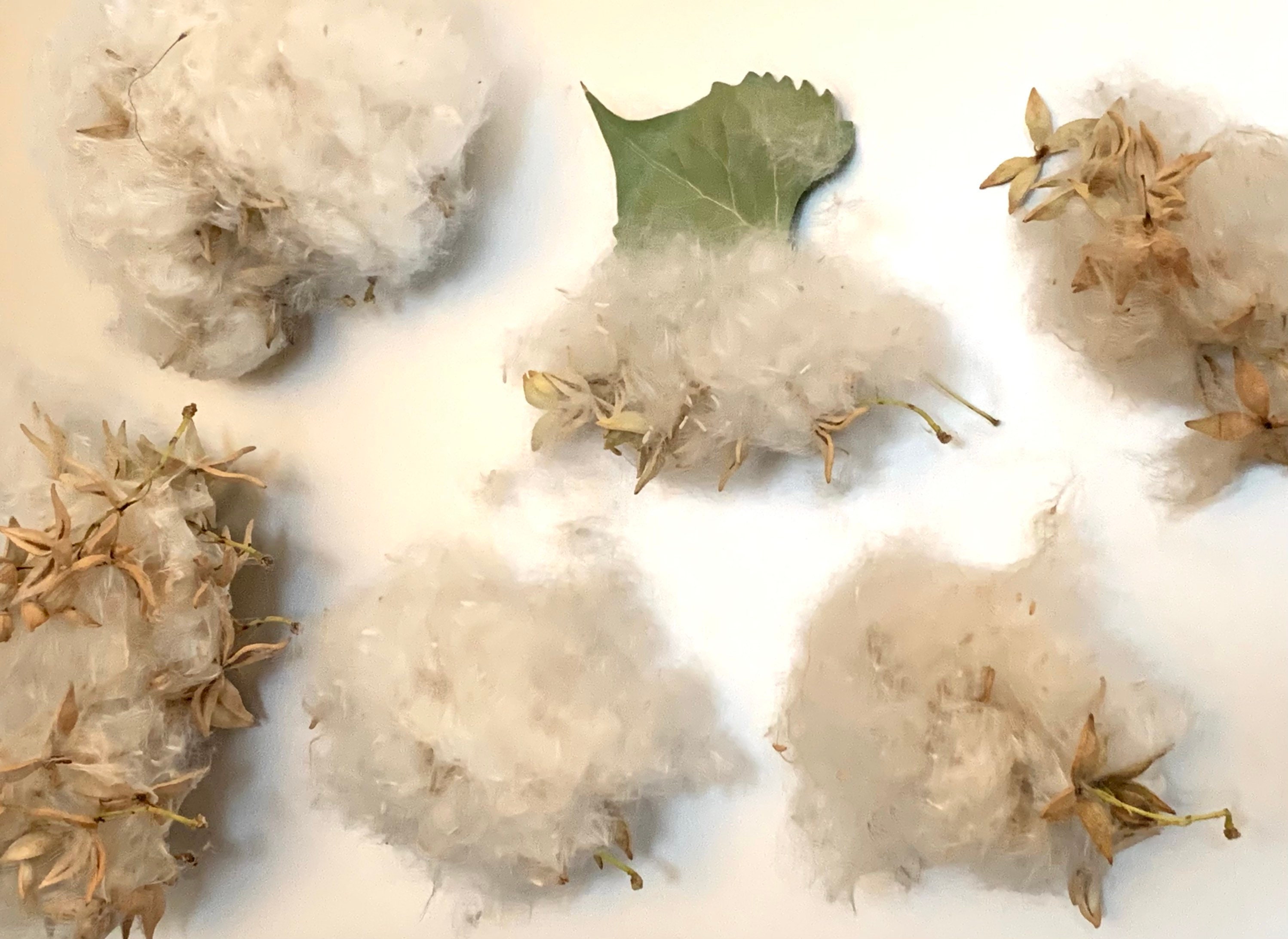 Real Cottonwood Seed Puffs - Etsy