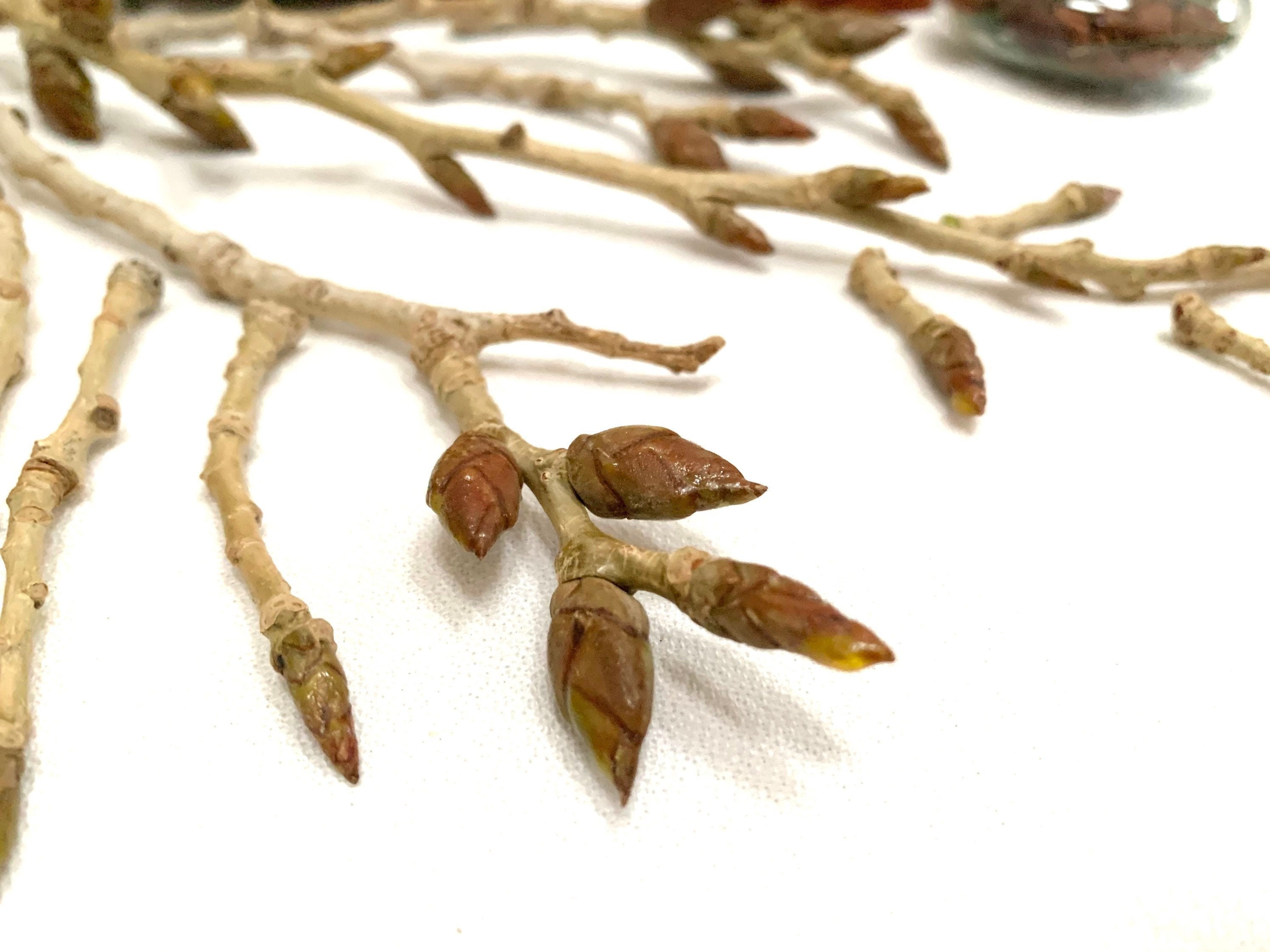 13 Real Budding Cottonwood Twigs 1-10 inches. | Etsy