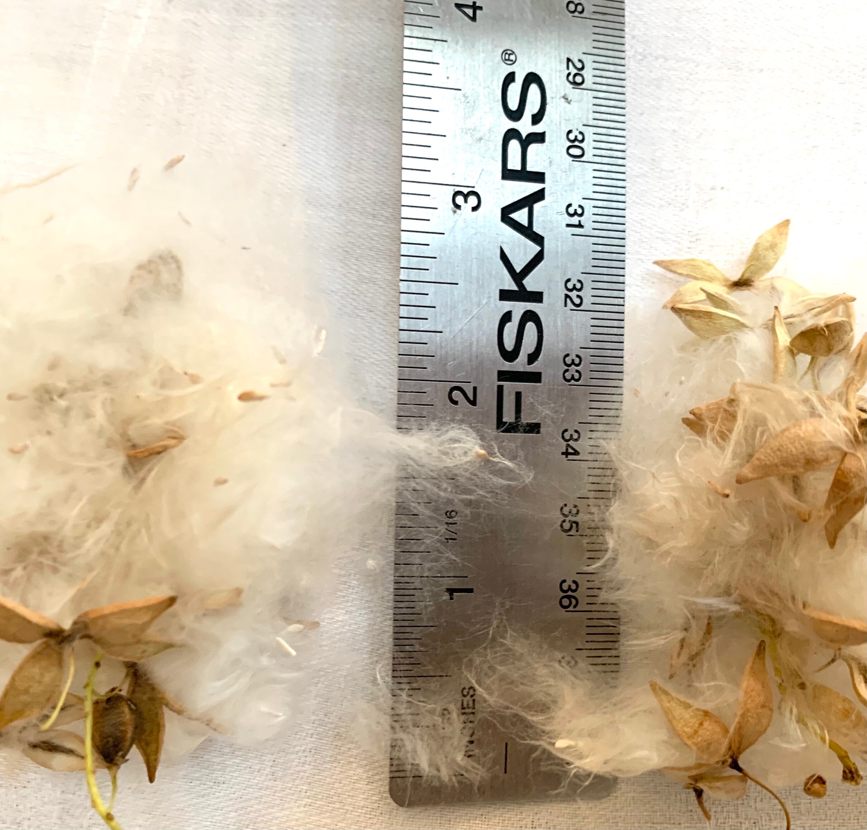 Real Cottonwood Seed Puffs - Etsy