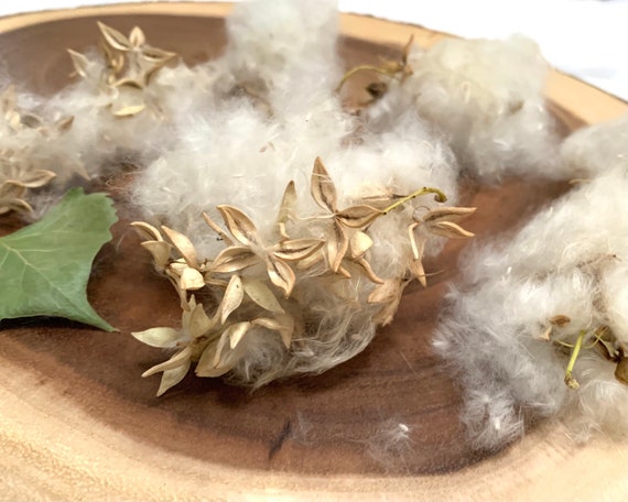 Real Cottonwood Seed Puffs - Etsy