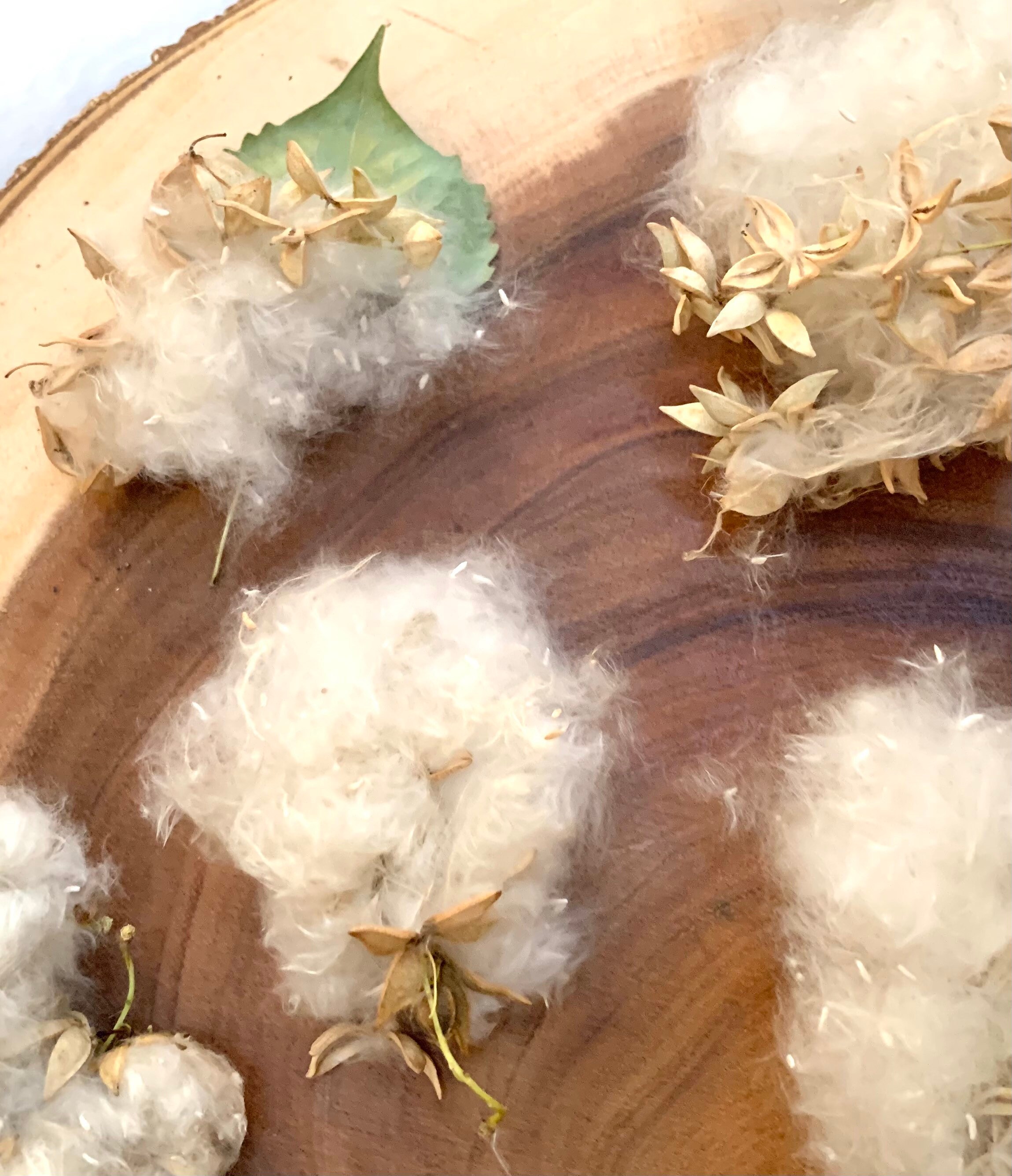 Real Cottonwood Seed Puffs - Etsy