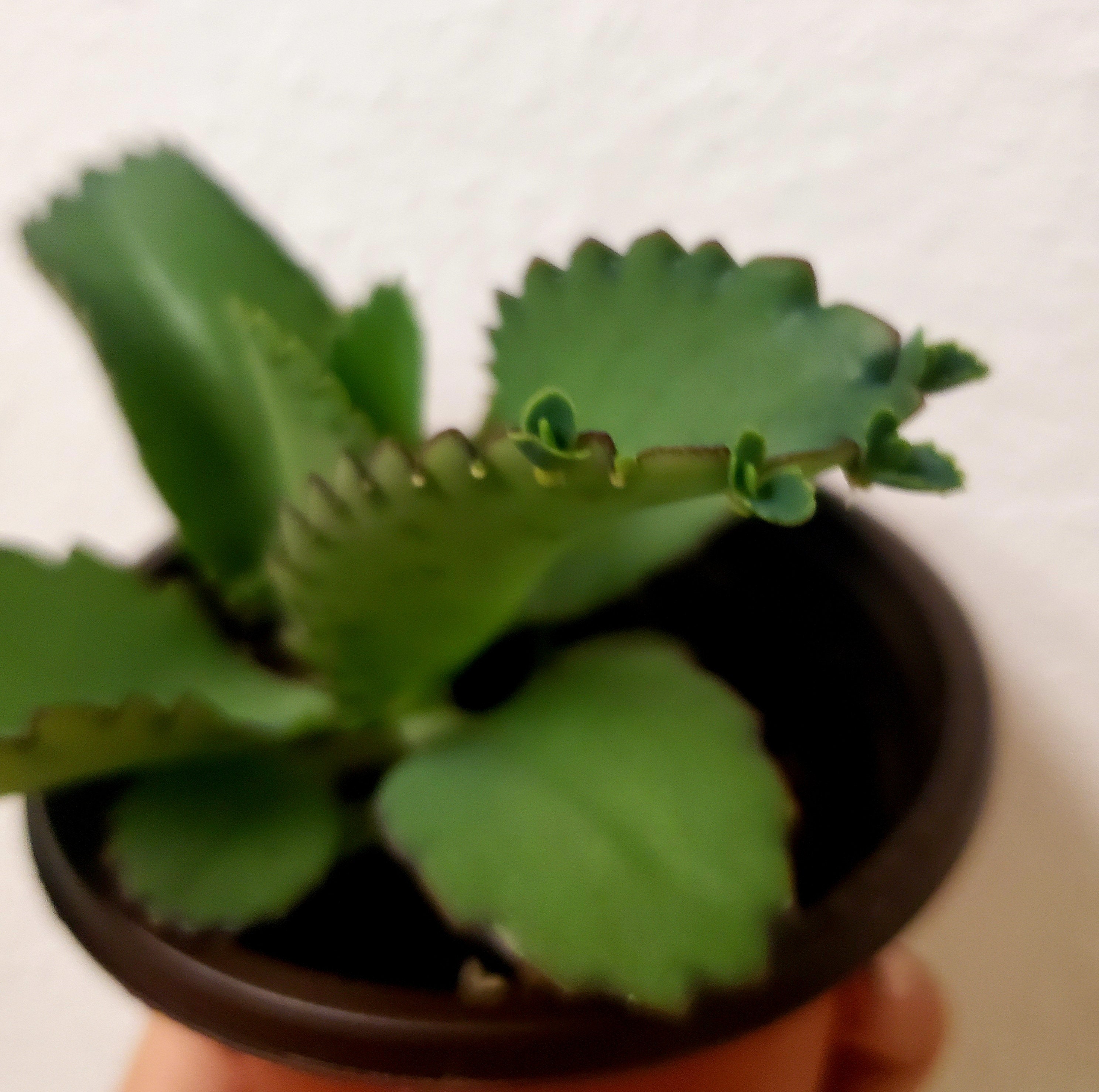 Mother of Thousands/Alligator Succulent/Mexican Hat | Etsy