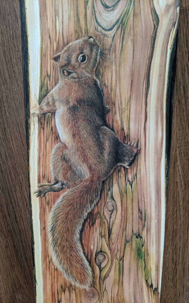 Three in a Tree Squirrels Wildlife Nature Animals Mounted - Etsy