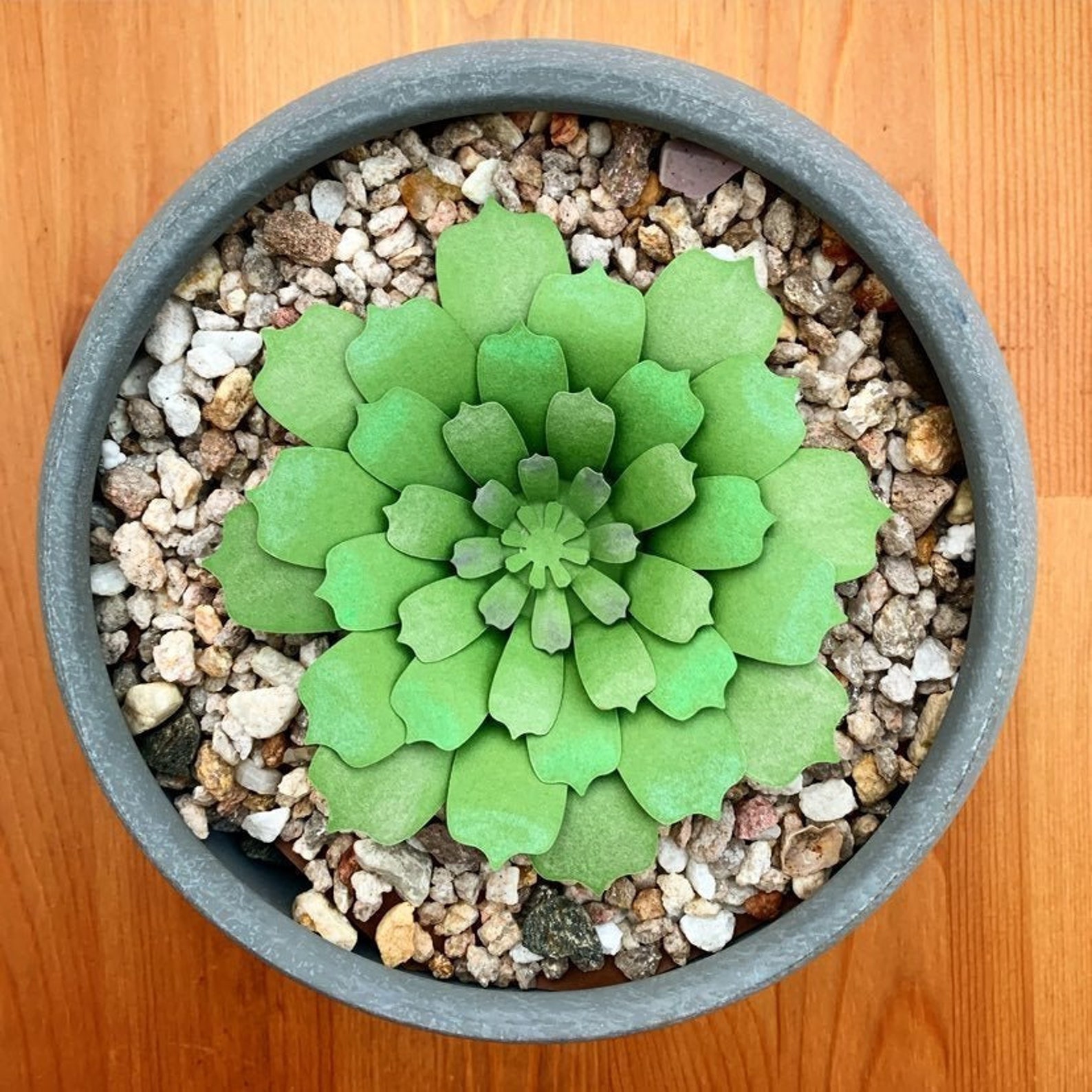 Succulents Template Files in SVG and PDF Paper Succulent - Etsy