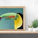 Keel-billed Toucan, Limited Edition Print - Etsy