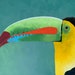 Keel-billed Toucan, Limited Edition Print - Etsy