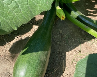 Dark Green Zucchini Seeds Organic & Non Gmo Zucchini Seeds Heirloom ...