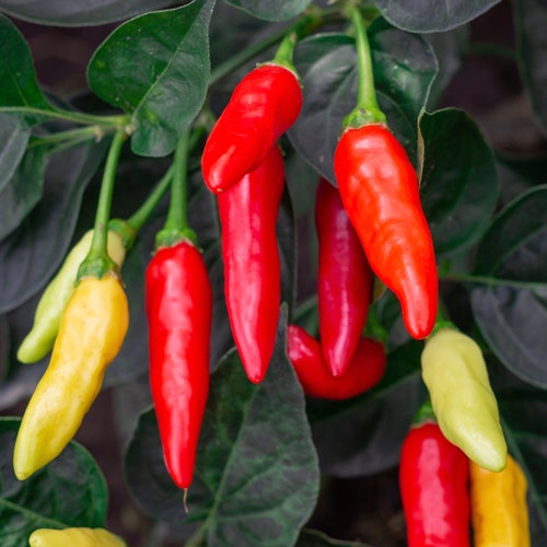 Pepper Dragons Breath Pepper Seeds 10 - Etsy
