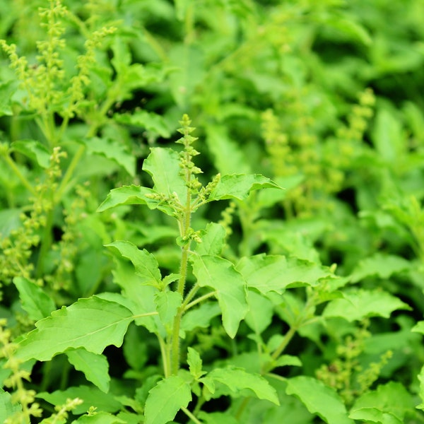 Tulsi Seeds - Etsy