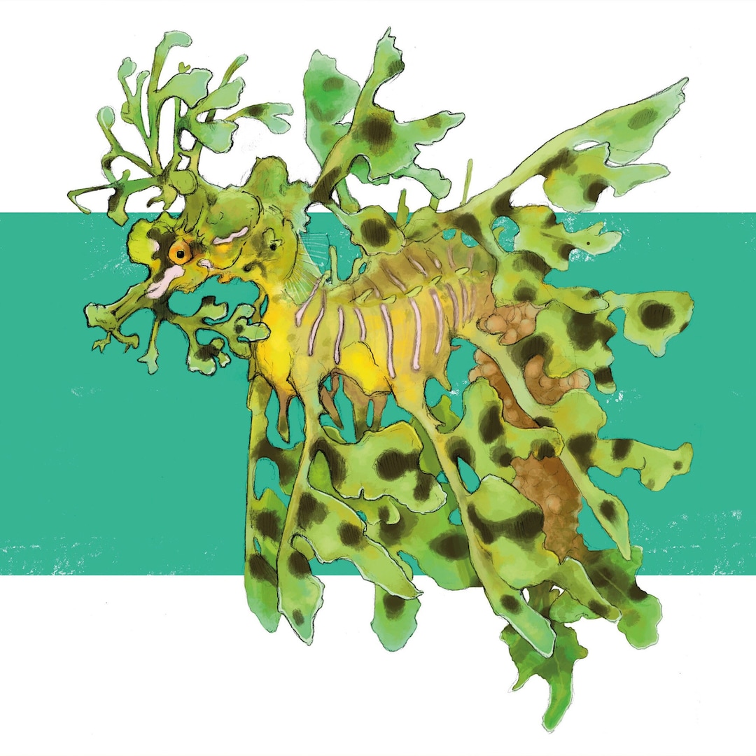 Leafy Sea Dragon - Etsy