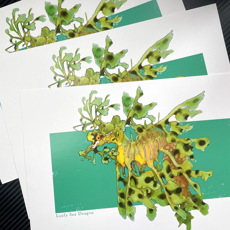 Leafy Sea Dragon - Etsy
