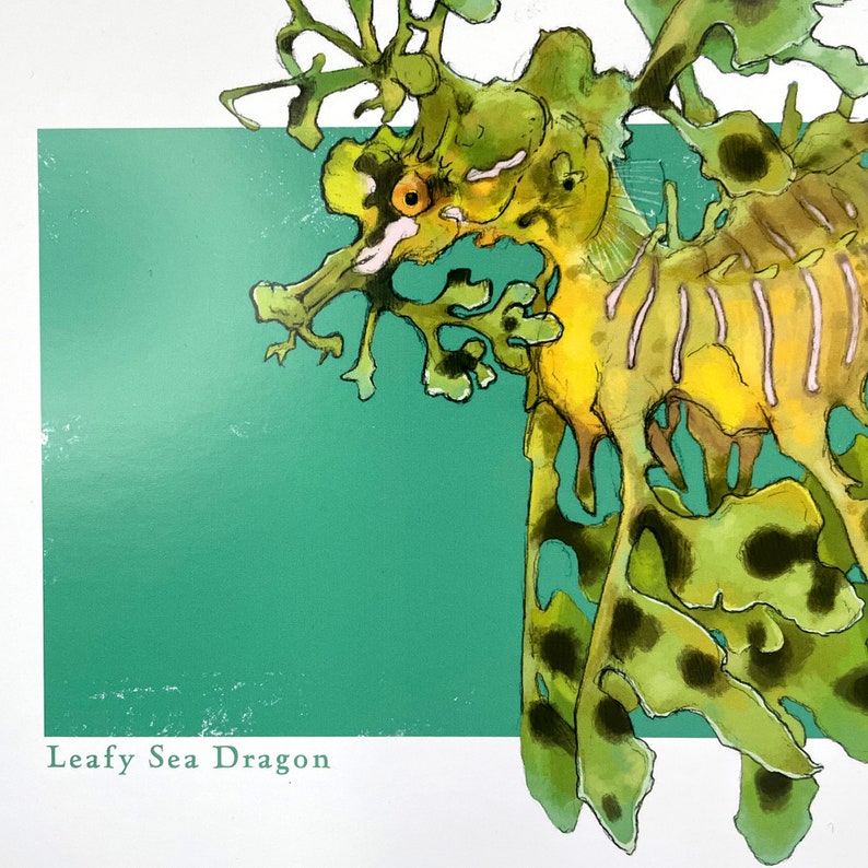 Leafy Sea Dragon - Etsy