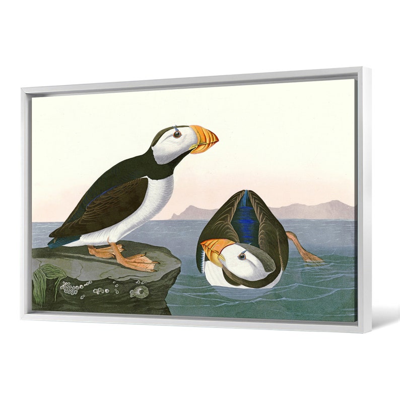 John James Audubon, Large Billed Puffin,the Birds of America,canvas ...