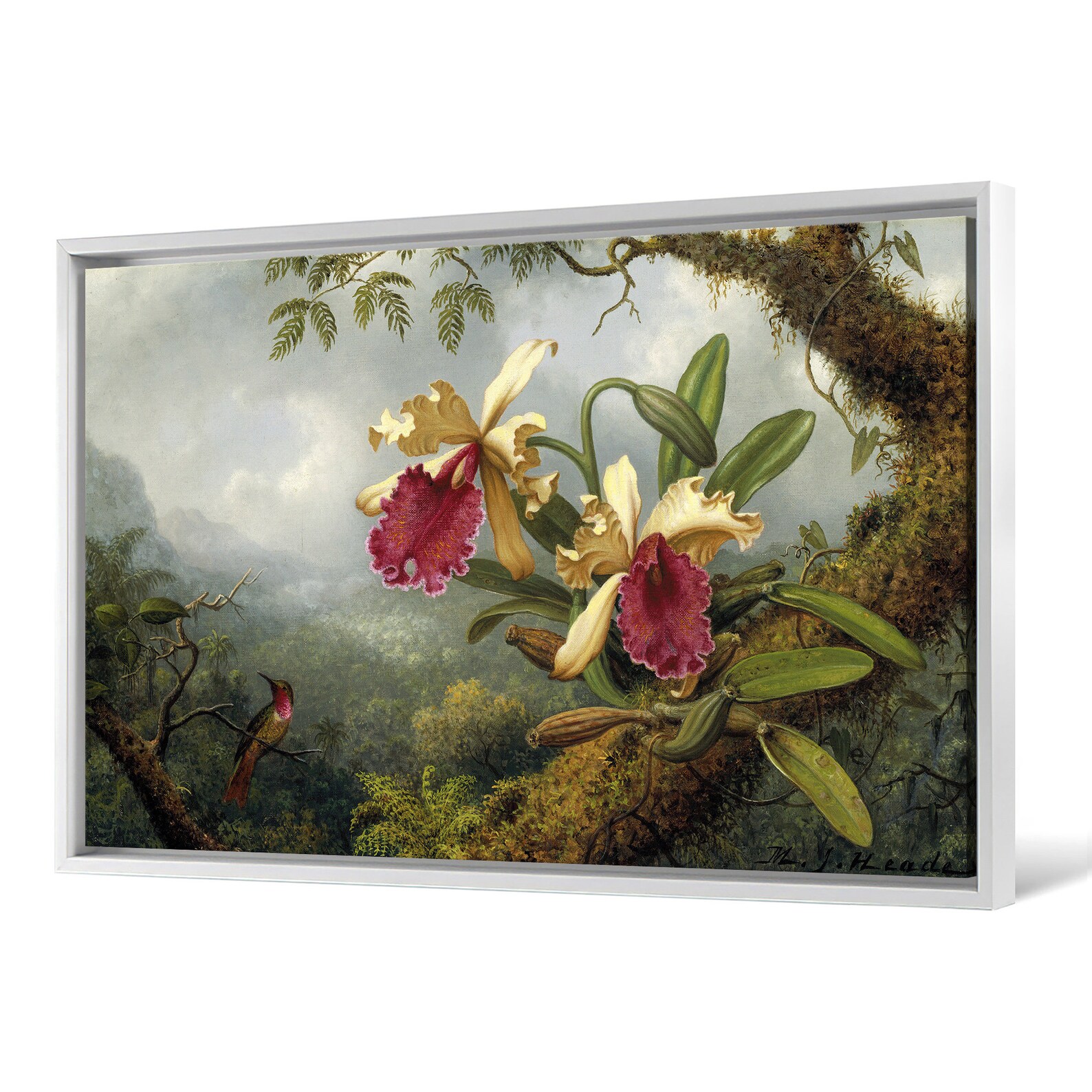 Martin Johnson Headeorchids and Hummingbirdlarge Wall - Etsy