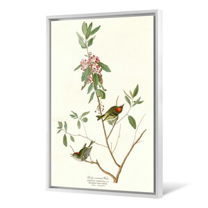 John James Audubon, Ruby Crowned Wren,the Birds of America,canvas Print ...