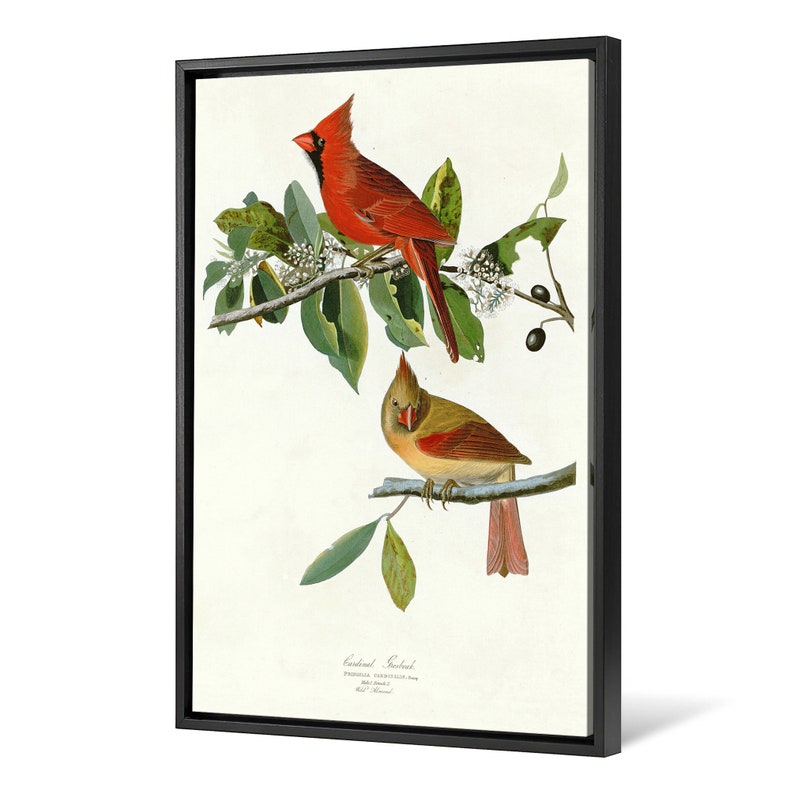 John James Audubon Cardinal Grosbeakthe Birds of | Etsy