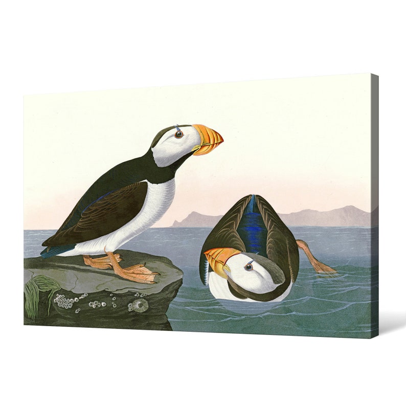 John James Audubon, Large Billed Puffin,the Birds of America,canvas ...