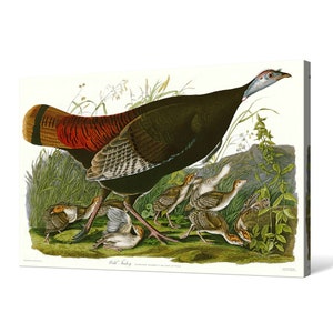 John James Audubon, Wild Turkey,the Birds of America,canvas Print ...