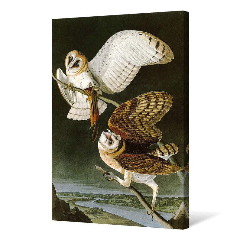John James Audubon, Barn Owl,the Birds of America,canvas Print,canvas ...