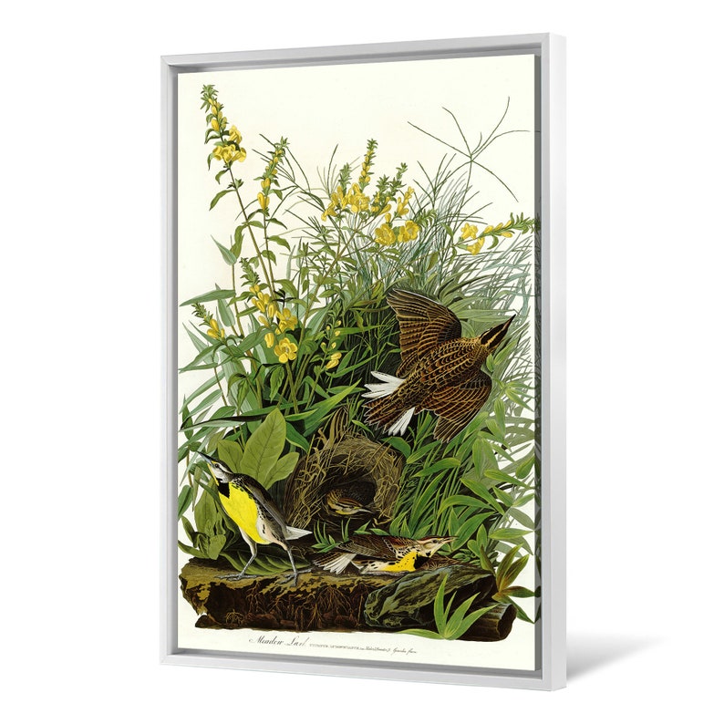 John James Audubon, Meadow Lark,the Birds of America,canvas Print ...