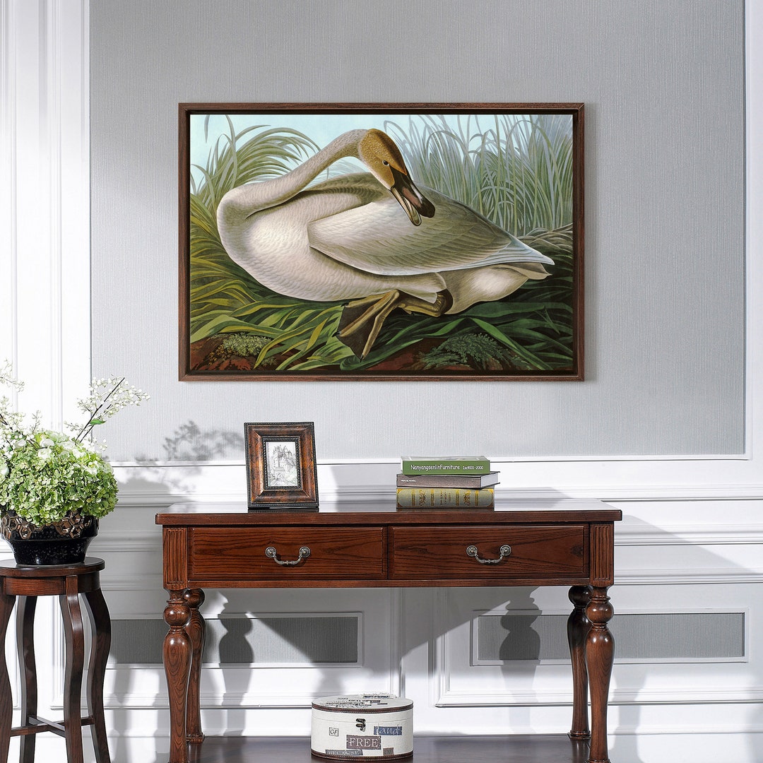 John James Audubon,trumpeter Swan,the Birds of America,canvas Print ...