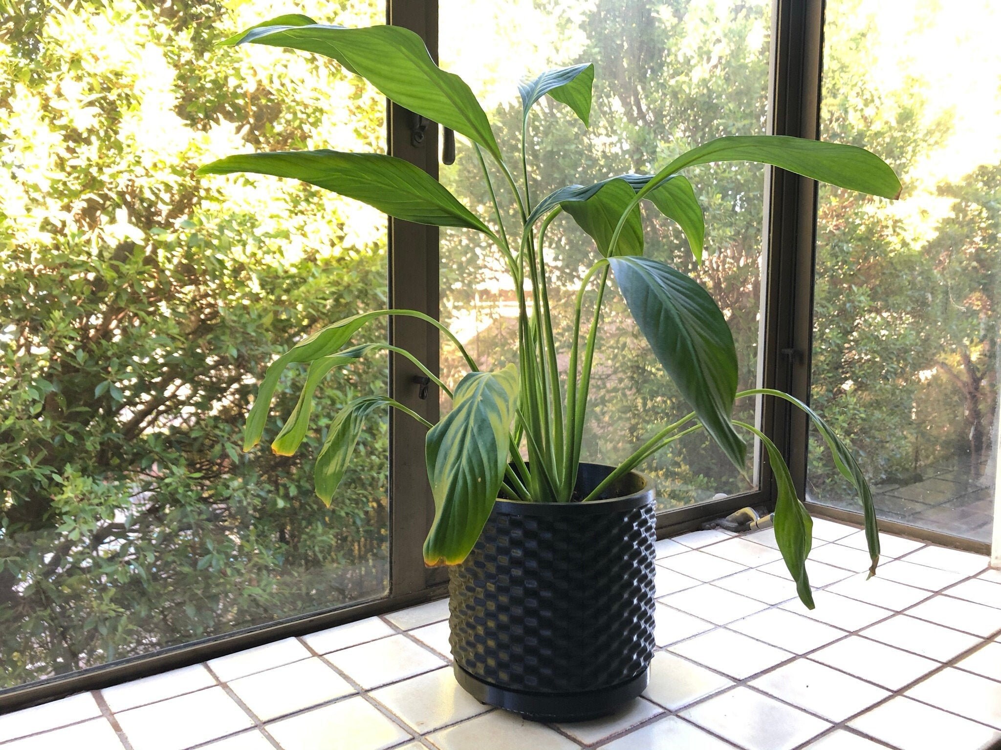 The CHEQUER (6")--- Medium Textured 3D Printed Planter Pot Checkerboard ...