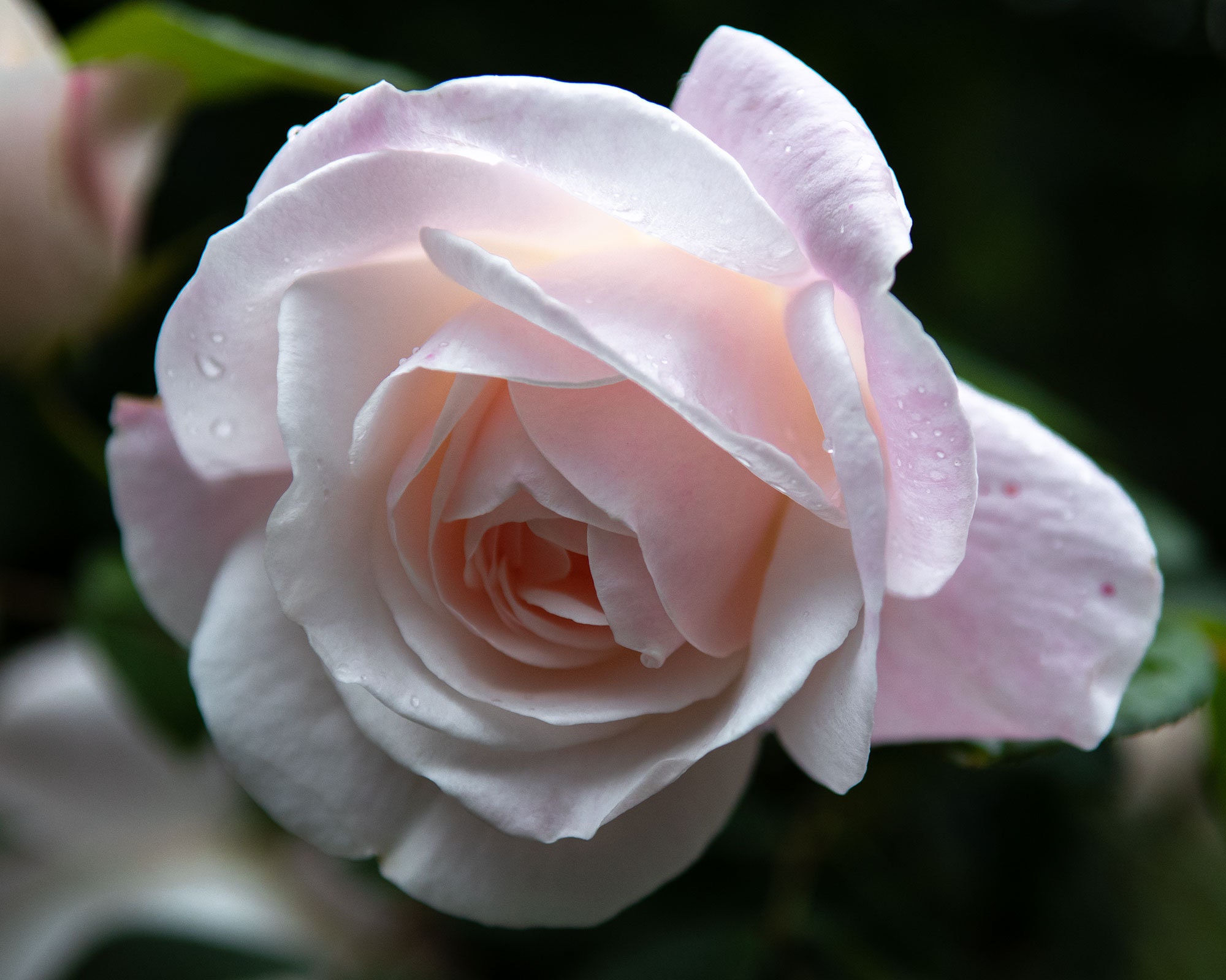 Natural Oil Perfume Delicate Rose and Violets Scent Rose Scent ...