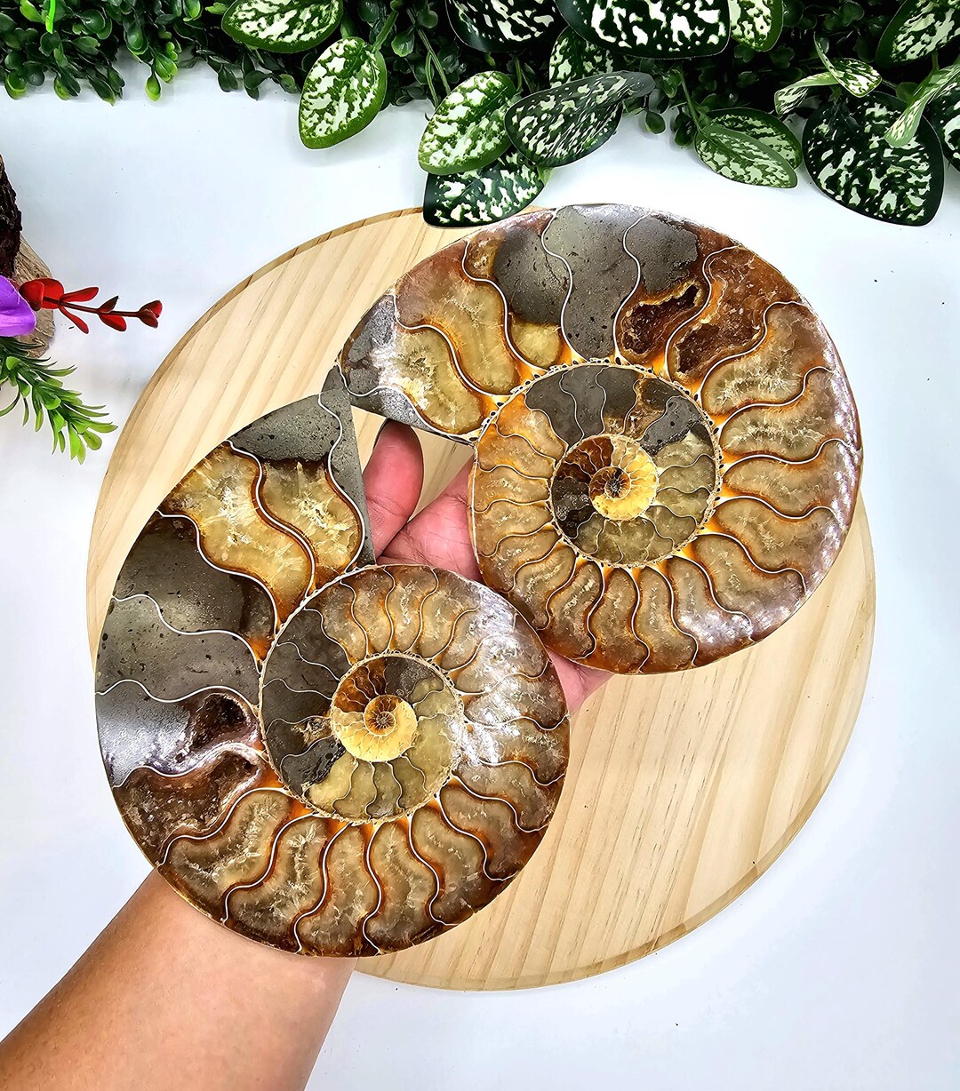 Fossilized Ammonite / Ammonite in Display Stand / Home Decor / Gifts ...