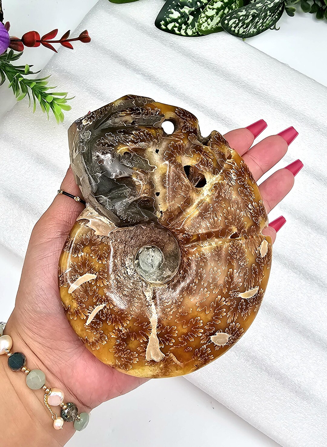 Ammonite Fossil in Display Stand / Ammonite / Chakra / Rocks and ...