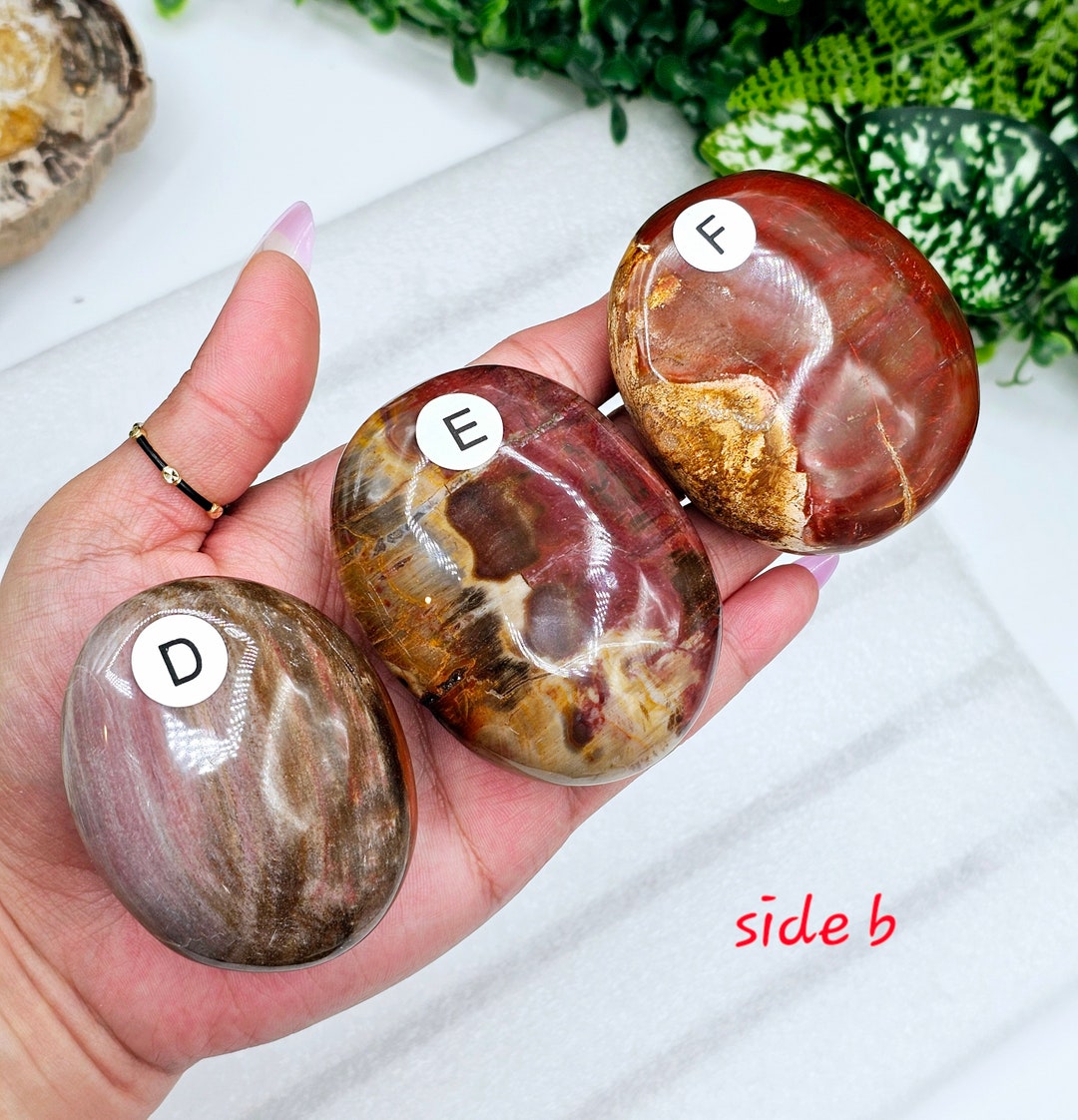 Petrified Wood Palm Stone / Chunky Palm Stone / Fossilized Wood ...
