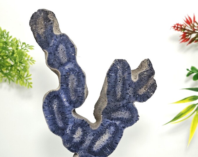Blue Ridge Coral on Display Stand / Blue Coral / Chakra / House Decor ...