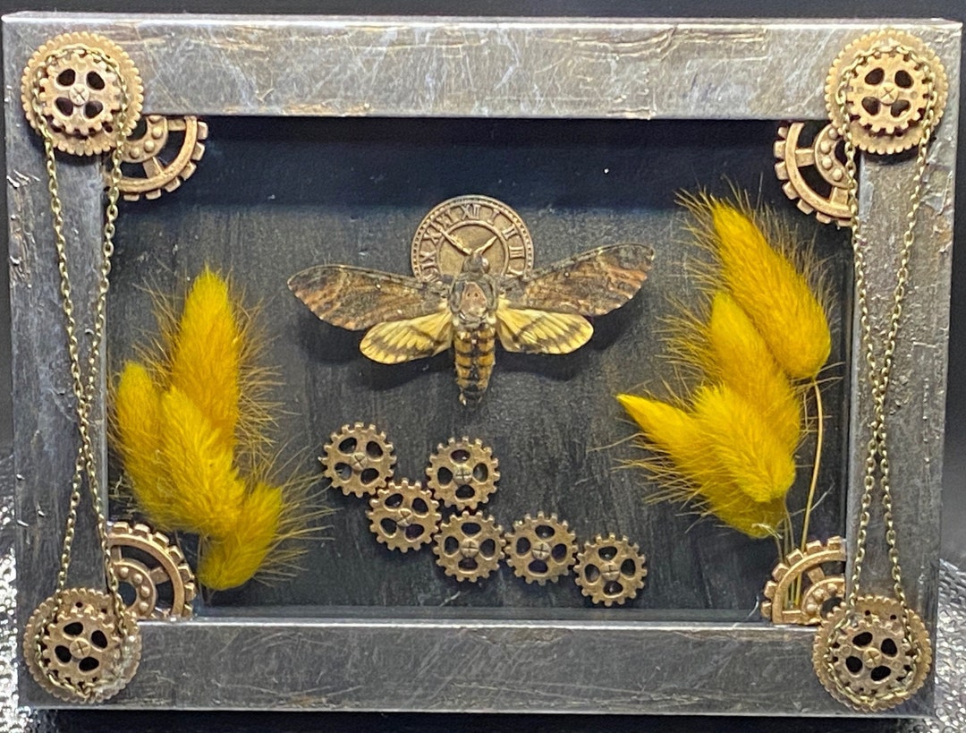 Real Framed Death's-head Hawk Moth Wall Mounted Home Decor - Etsy
