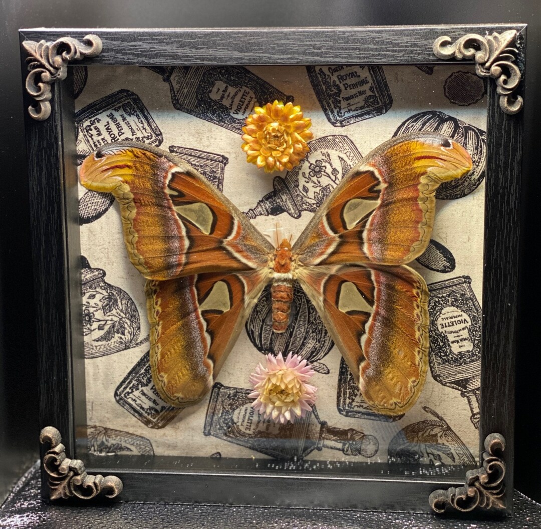 Real Framed Atlas Moth With Real Dried Flowers, Wall Mounted Home Decor ...
